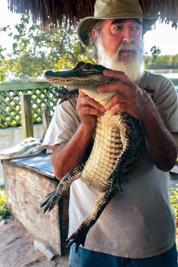 Gator-aid: Getting up close and personal with Florida's alligators ...