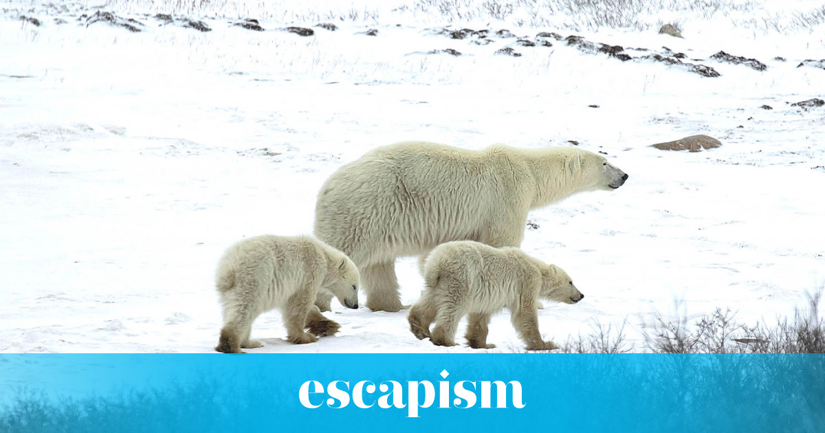 This polar bear safari is the ultimate Canadian bucket-list experience ...